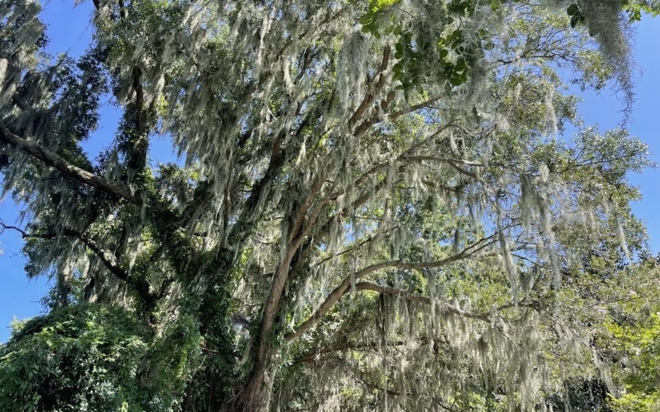 Fall Events in the Lowcountry | Ussery Group