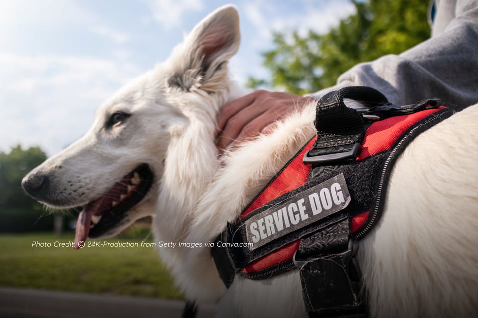 National Service Dog Month: Honoring Our Four-Legged Heroes