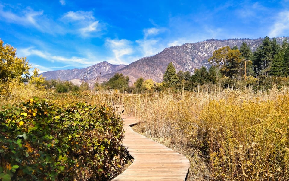 Explore Forest Meadows | Community Guide | Rod Rodr