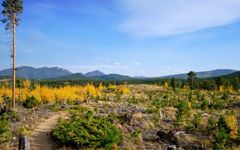 Lone Tree CO Real Estate & 80124 Neighborhood Guide