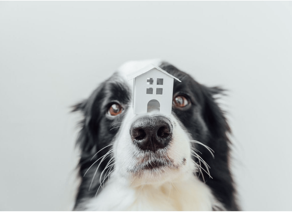 Homeowners insurance for dogs - Pet liability homeowners insurance ...