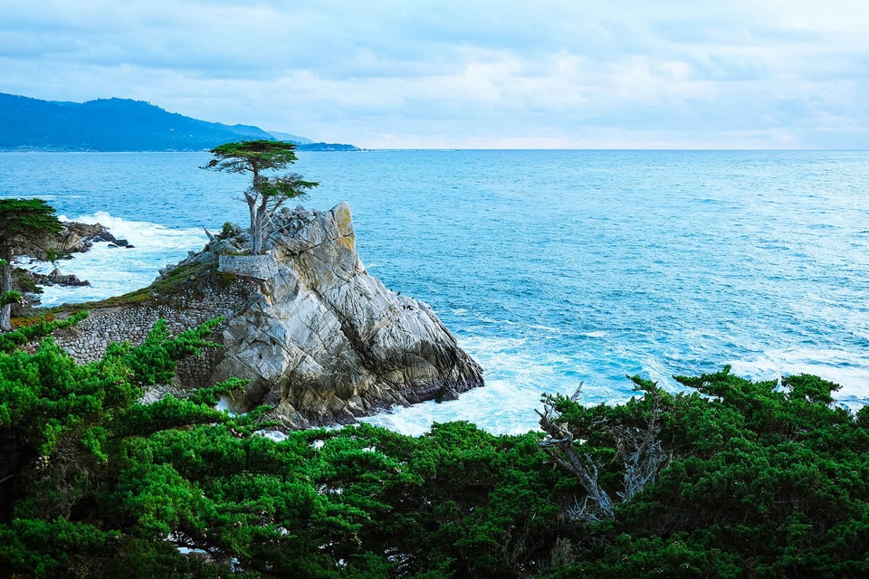 The Native Trees of the Monterey Peninsula: Their History, Habitat, and ...