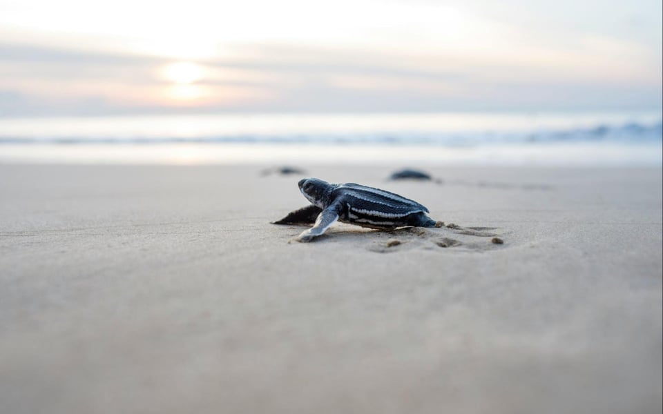 10 Things You Might Not Know About Bald Head Island