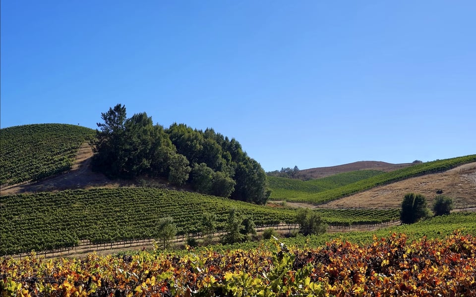 A Taste of Carmel & Monterey County Wine Country