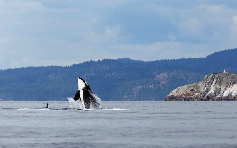 Discover Why I Love to Call Orcas Island Home