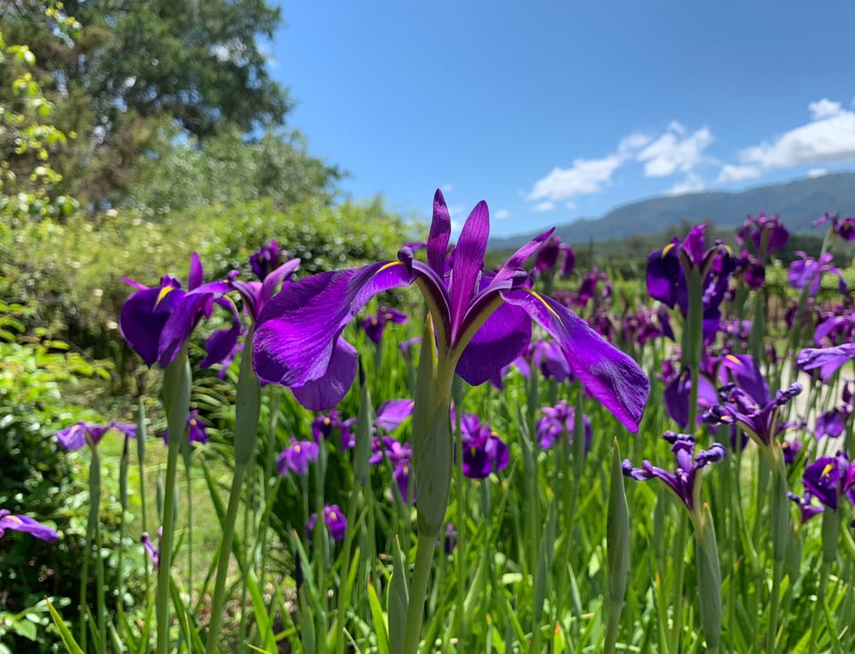 Serene Gardens - Sonoma County | Excellerate Real Estate