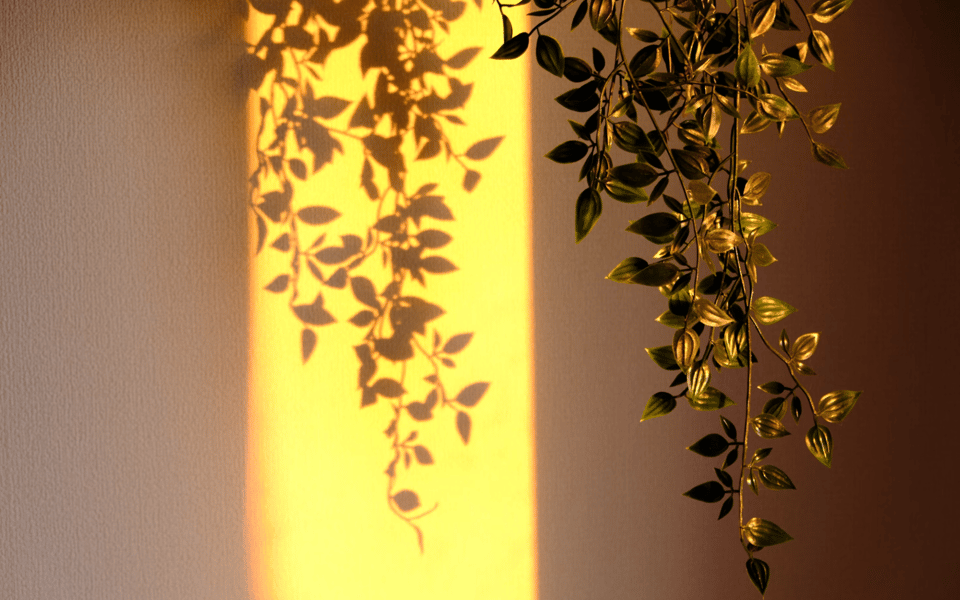 Benefits of Owning a Home With Natural Light | Blog | Dawn Sabo