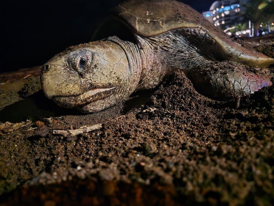Sea Turtles arrive in Jaco Beach
