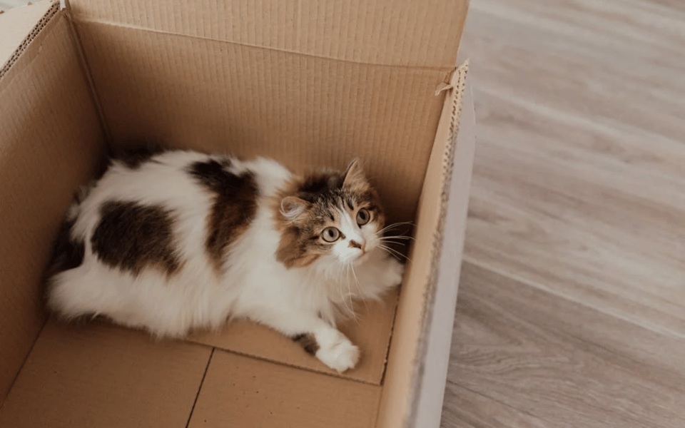 5 Tips for Moving with Pets | Blog | Margo Allan