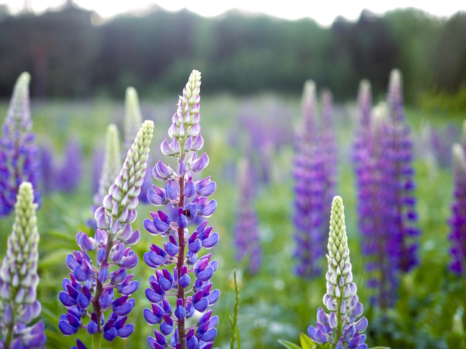 Spring's Lupines - Sonoma County | Excellerate Real Estate
