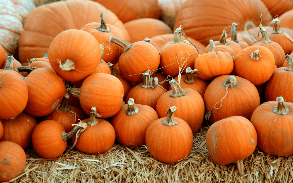 What's Happening in the Hamptons? Fall Events You Should Attend | Blog ...