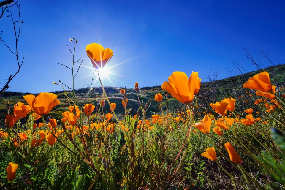 Stallion Springs | Neighborhood Guide | Connie Peacon