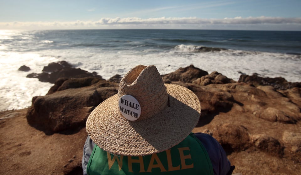 Whale Watching - Sonoma County | Excellerate Real Estate