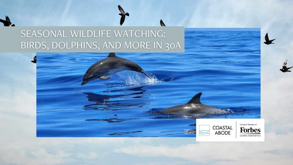 Seasonal Wildlife Watching 30A: Birds, Dolphins & More