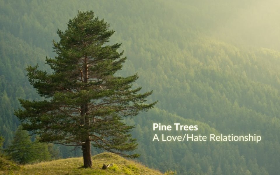 Pine Trees – A Love/Hate Relationship | Blog | Those Callaways Real Estate