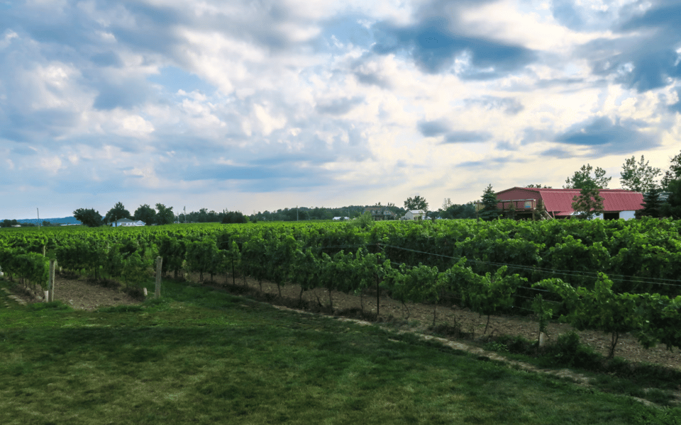 Local Wineries in Leland, MI | Blog | Robin Vilter