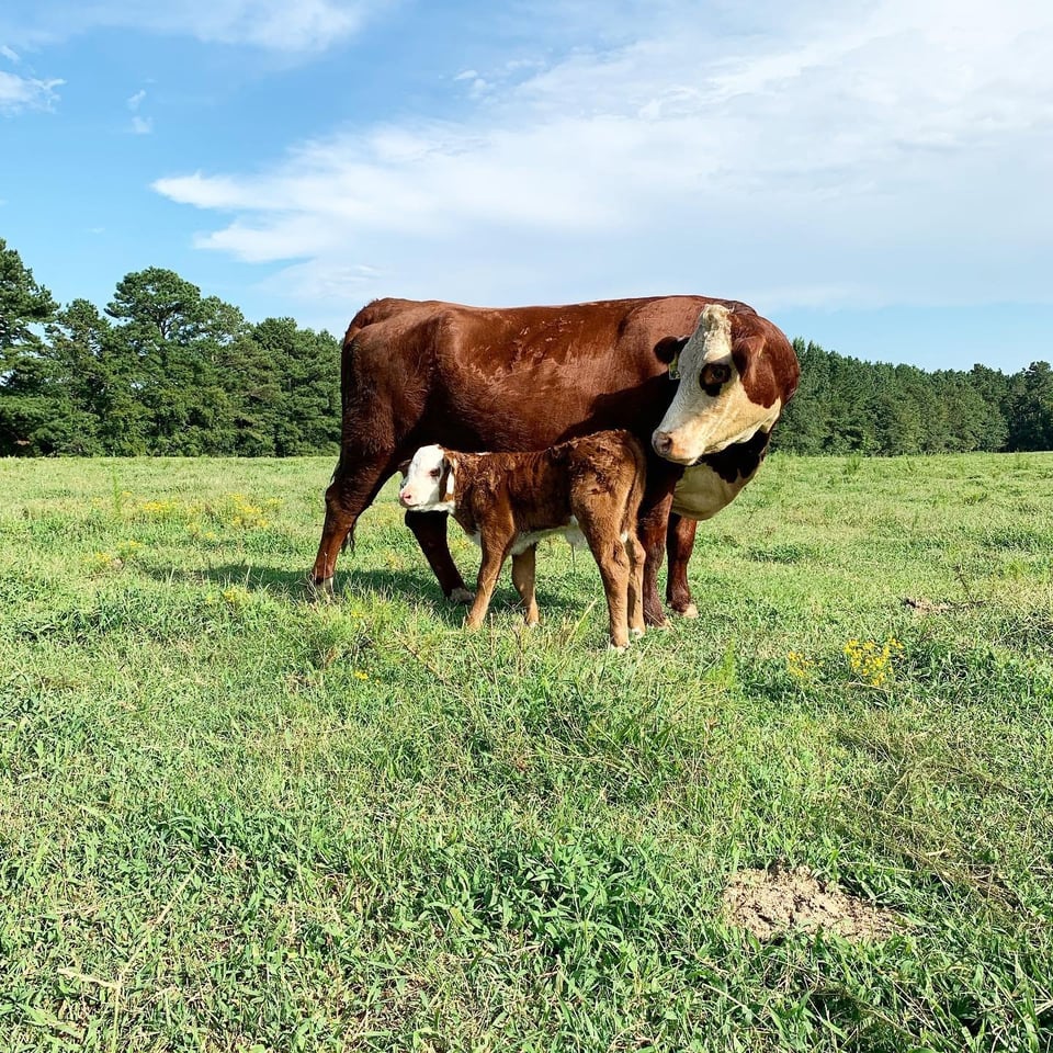 Newbold Farms | Jami Amidon