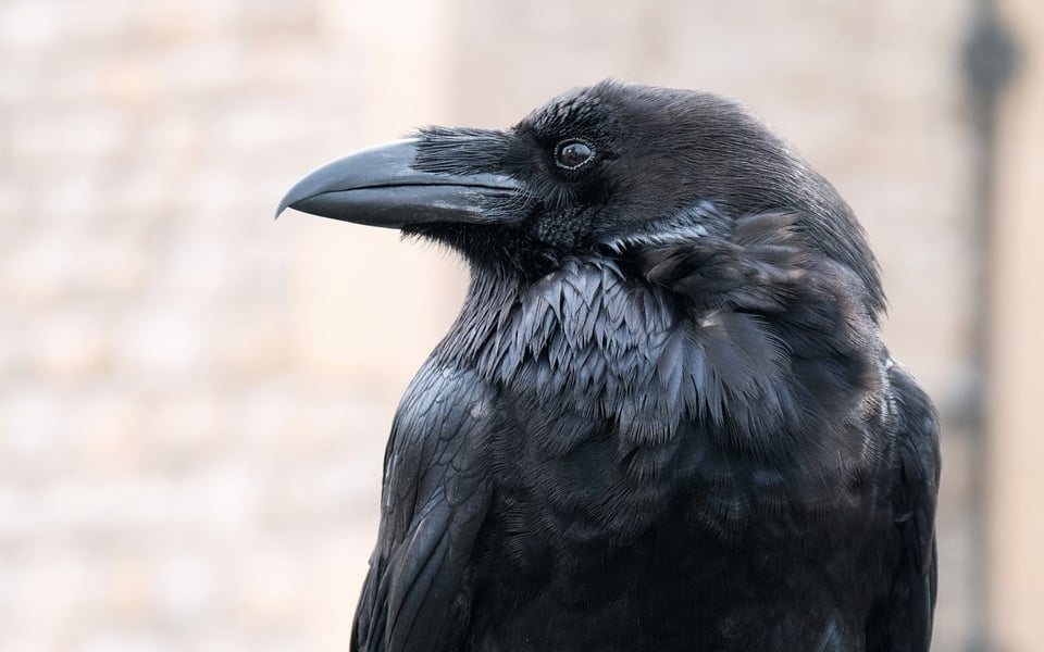 Discover Portland Urban Crows – A Symbol of the City's Legacy