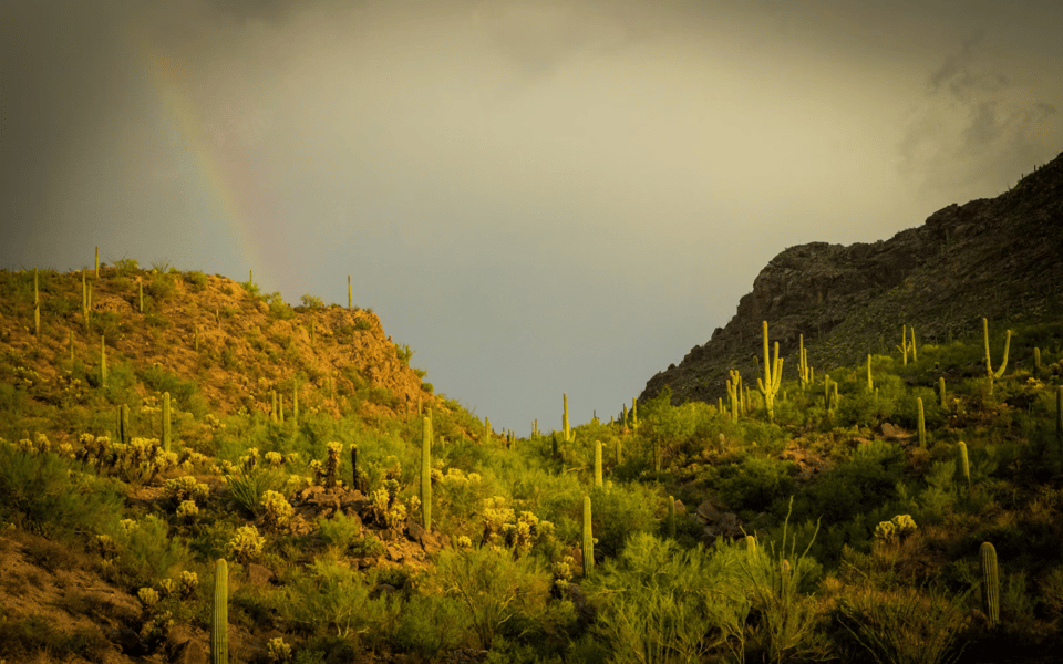 Luxury Homes with Desert Views in Tucson | The Bonn Team