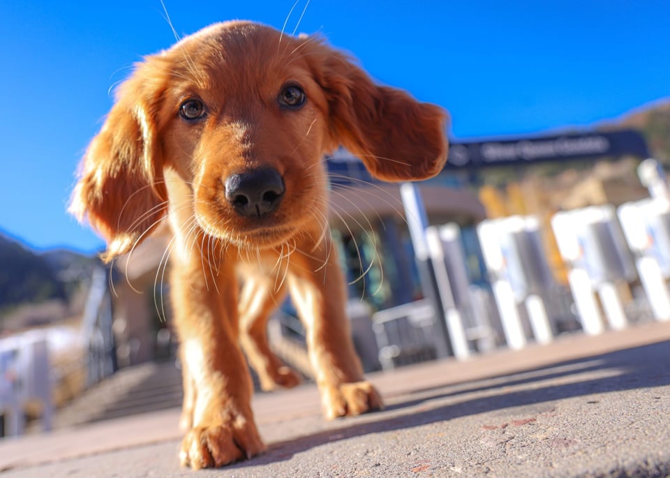 Aspen’s Newest Avalanche Pup | Own in Aspen