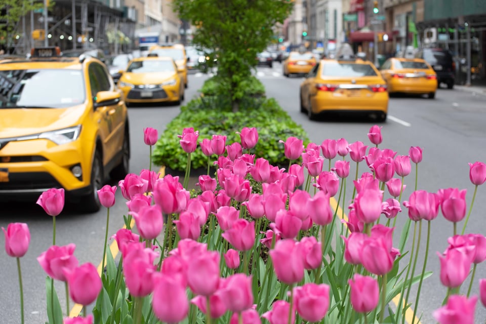 Dónde ver tulipanes en Manhattan esta primavera: rincones coloridos que ...