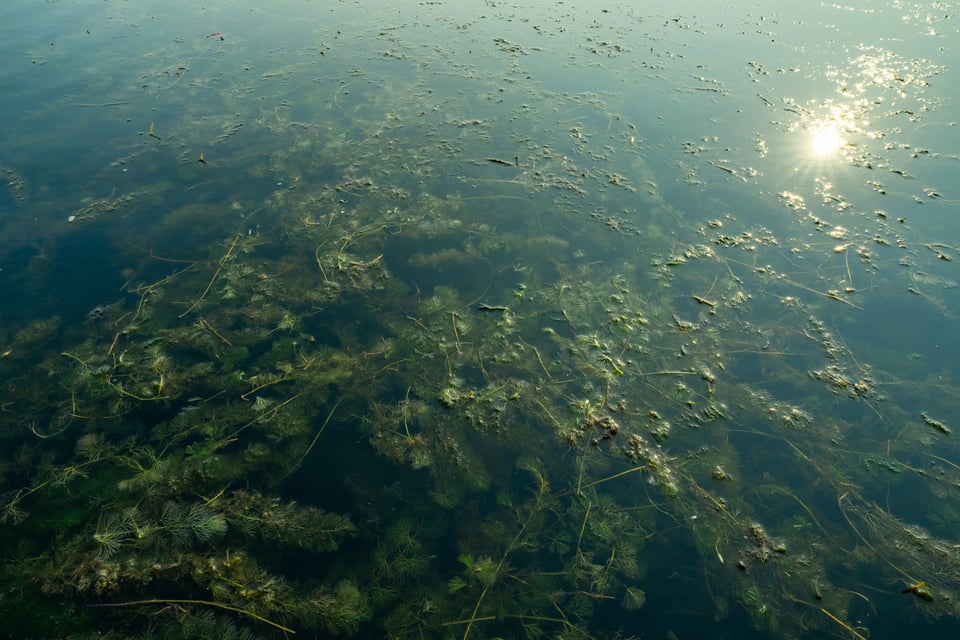 Lake Austin Drawdown Campaign | Protect Your Waterfront Investment