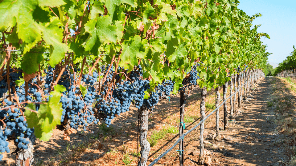The Livermore Wine Experience | Elation Real Estate