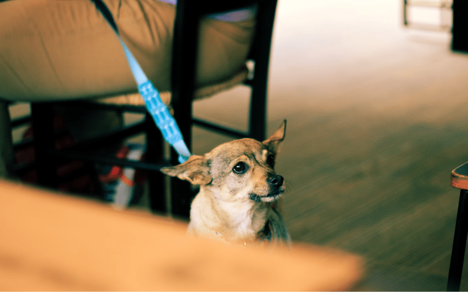Pet-Friendly Restaurants in Ridgewood, NJ | Blog | The Home Navigators