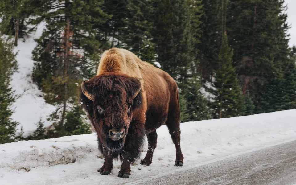 Wildlife Watching in Jackson Hole: Where to Spot Elk, Moose & More ...