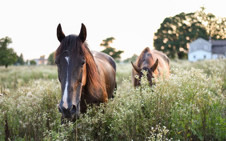 Green Hills | Neighborhood Guide | Heather Hamel