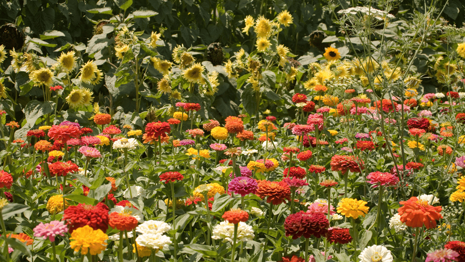 Mini Market at Valmonte Farm in Palos Verdes | July 5 Event | Live ...