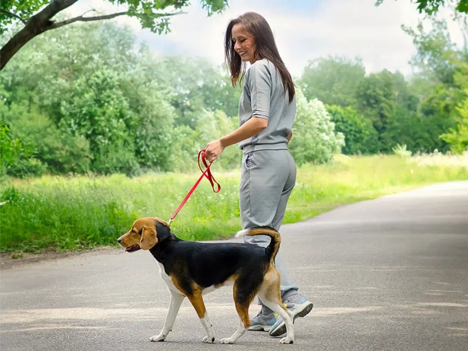 What’s the Dog and Pet Scene Like Inside Anthem Country Club?