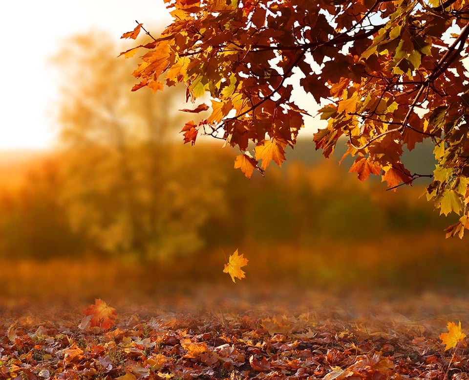 Fall Events & Pumpkin Patches