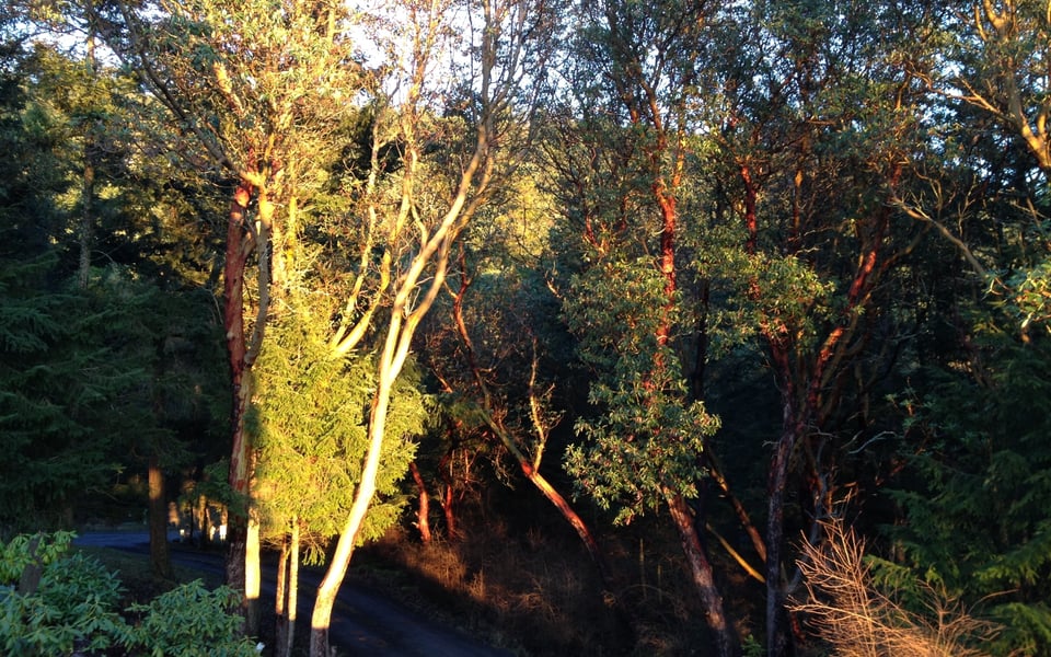 Sun in the Madronas | Blog | Mariah Dunning