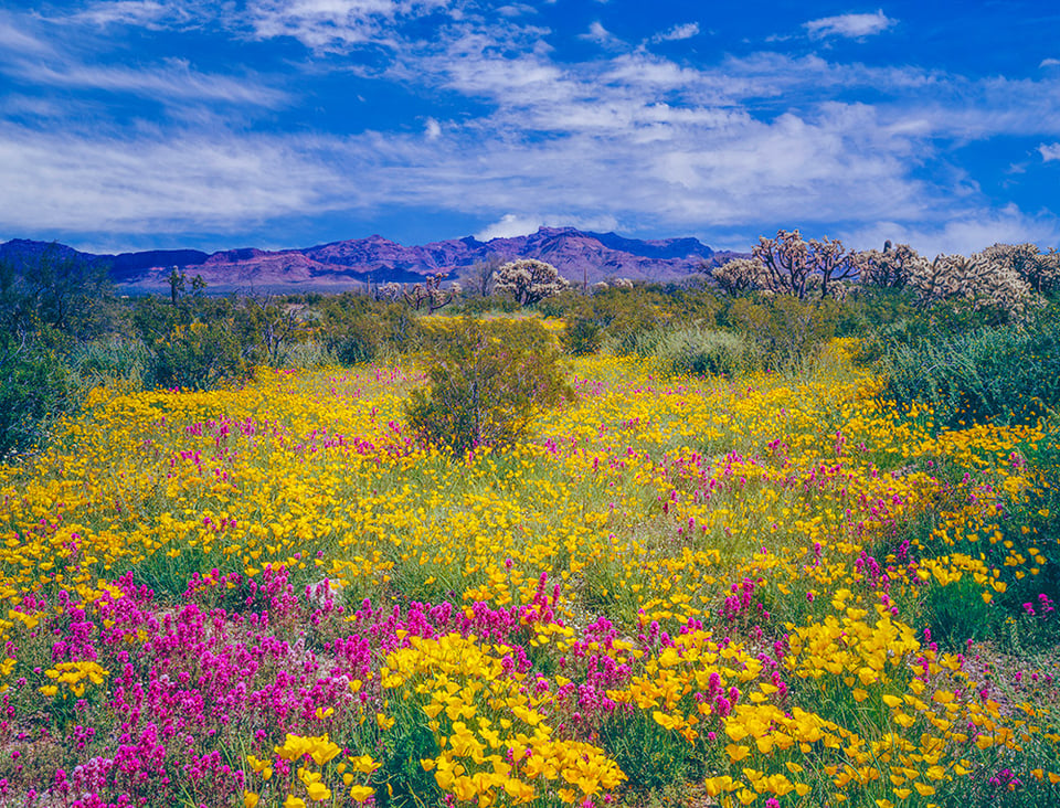 Arizona wildflower bloom, best places to see wildflowers in Arizona ...