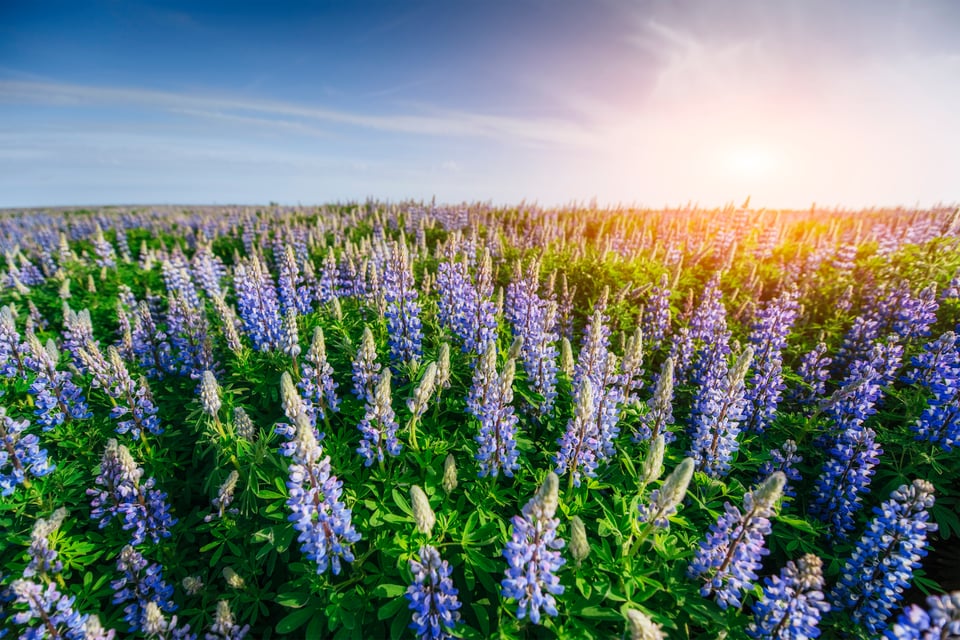 Top Things to Do in DFW – April 2025 Events