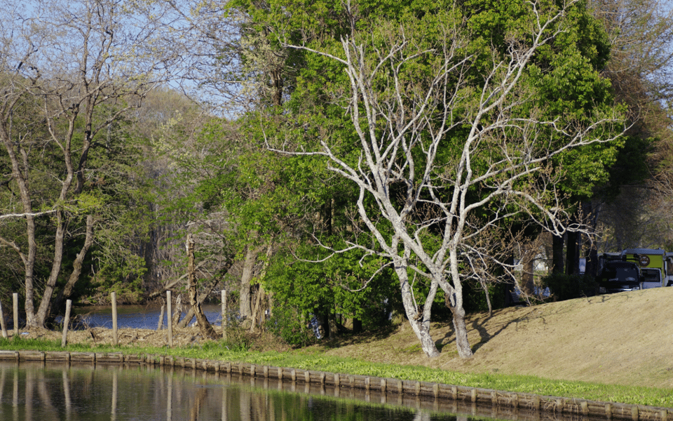 A Guide to Mandeville LA Parks | Blog | Allison Vencil