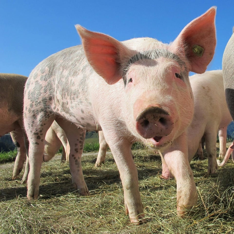Key Aspects of Hog Production in North Carolina