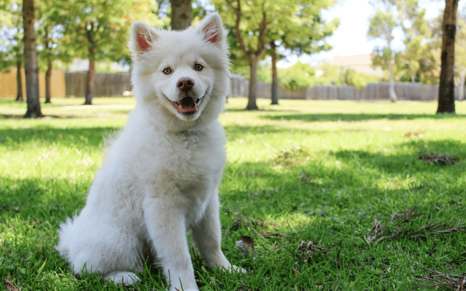 Pet-Friendly Fun in and Around Leland, MI | Blog | Robin Vilter
