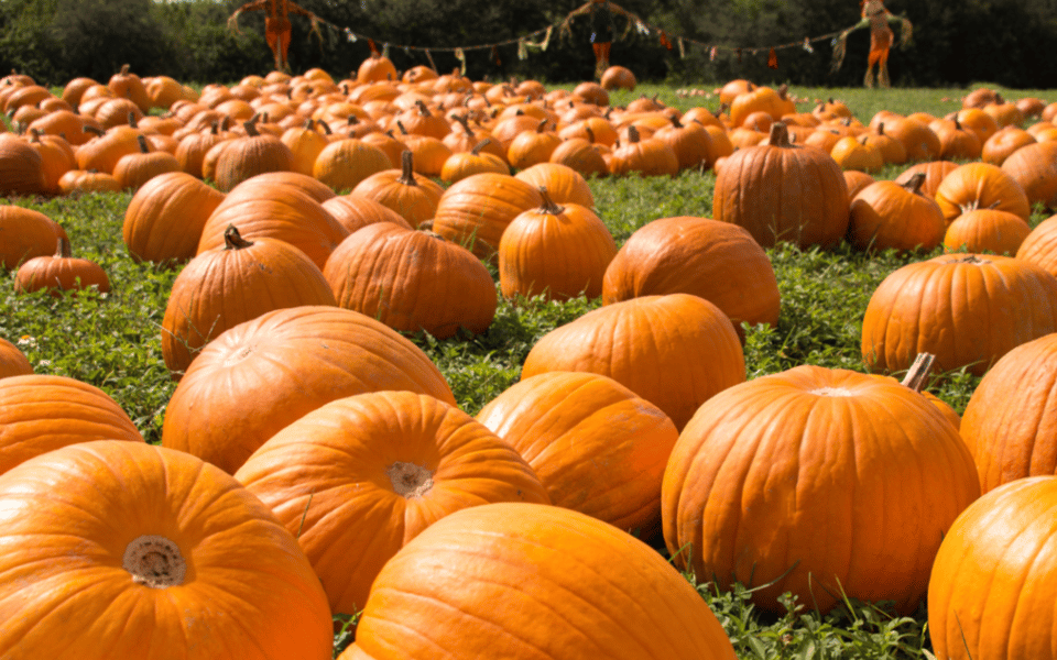 Must Visit Pumpkin Patches in Colorado – 8 Top Picks