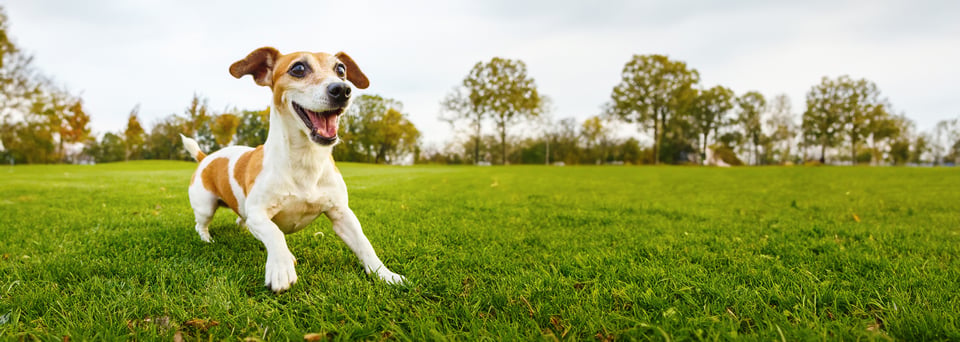 Dog parks in Austin, Best dog parks in Austin, Off-leash dog parks ...