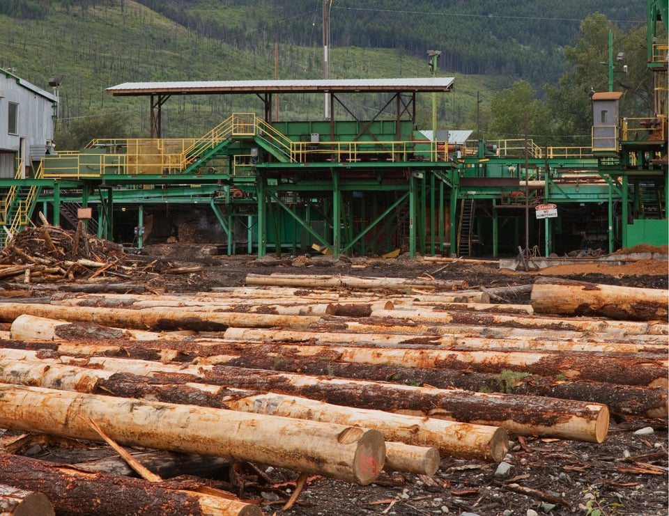 2025 Timber Market Forecast: Insights & Opportunities