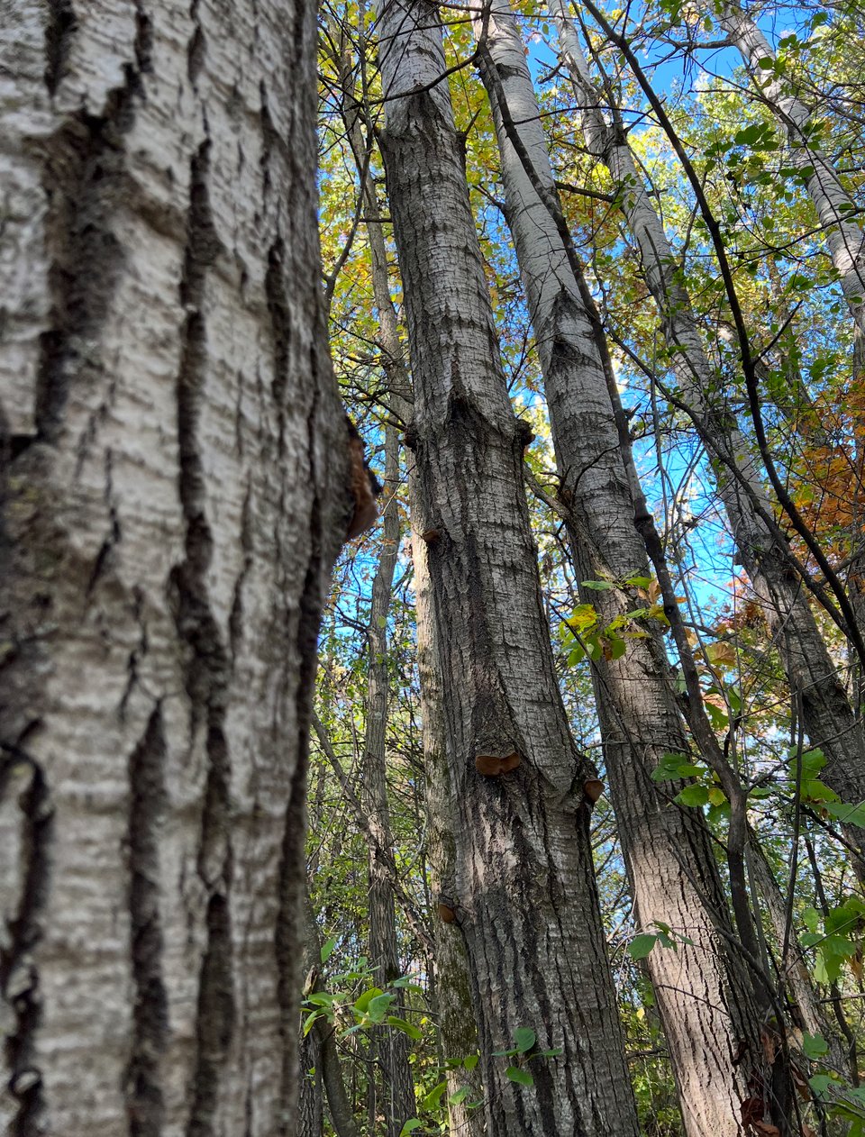 Earth Day 2025: Celebrate Nature with Fresh Roots Living at Cari Ann ...