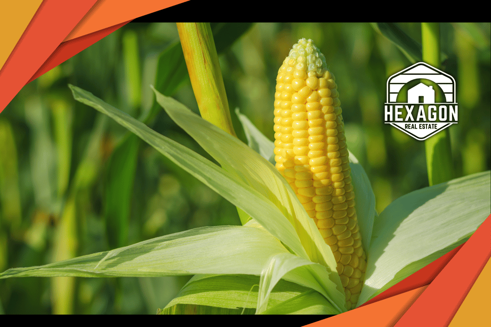 Grundy County Corn Festival 2025 – Join the Celebration!