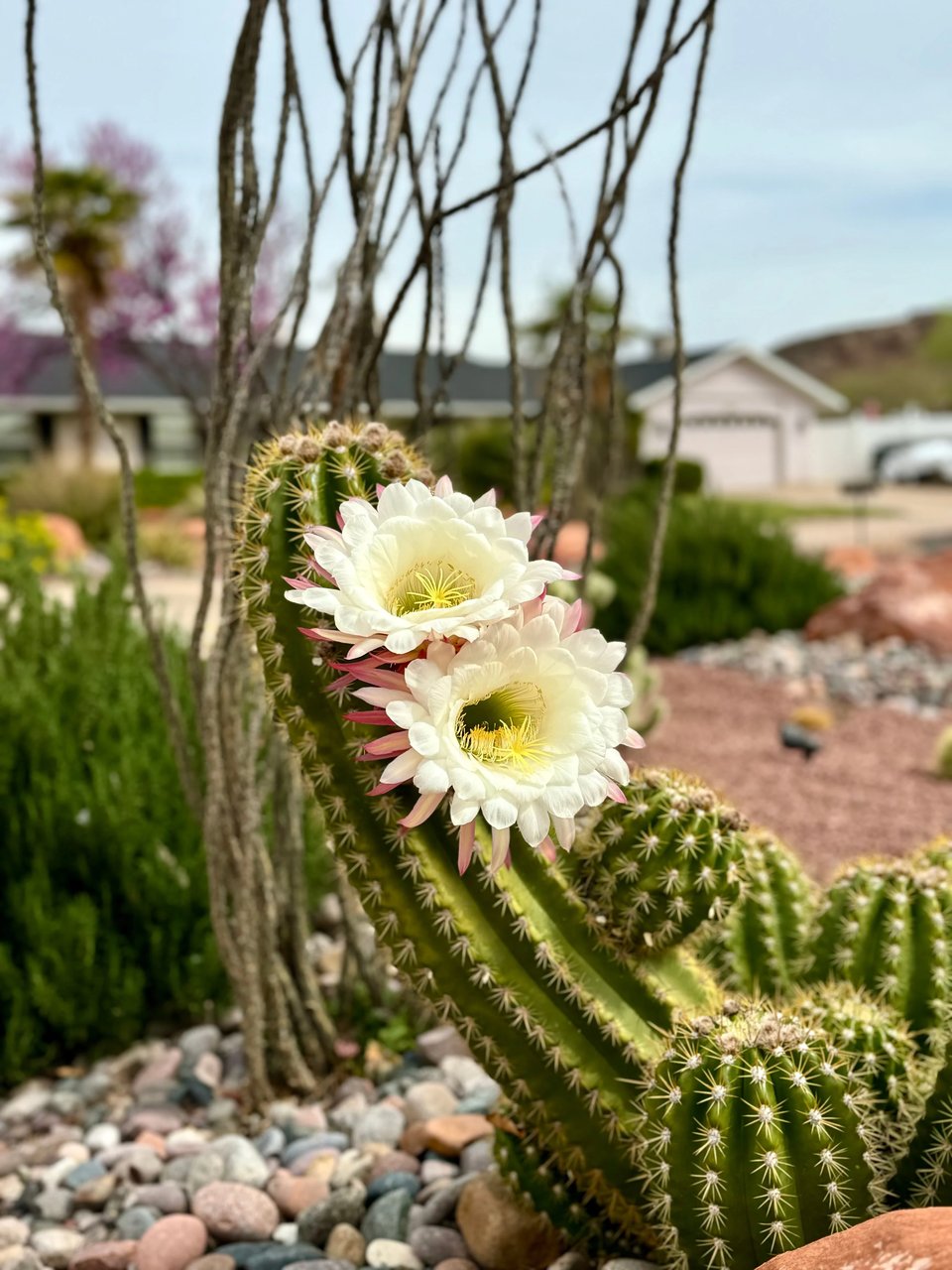 SunRiver 55+ Community in St. George, UT | Julie Millett | Blog