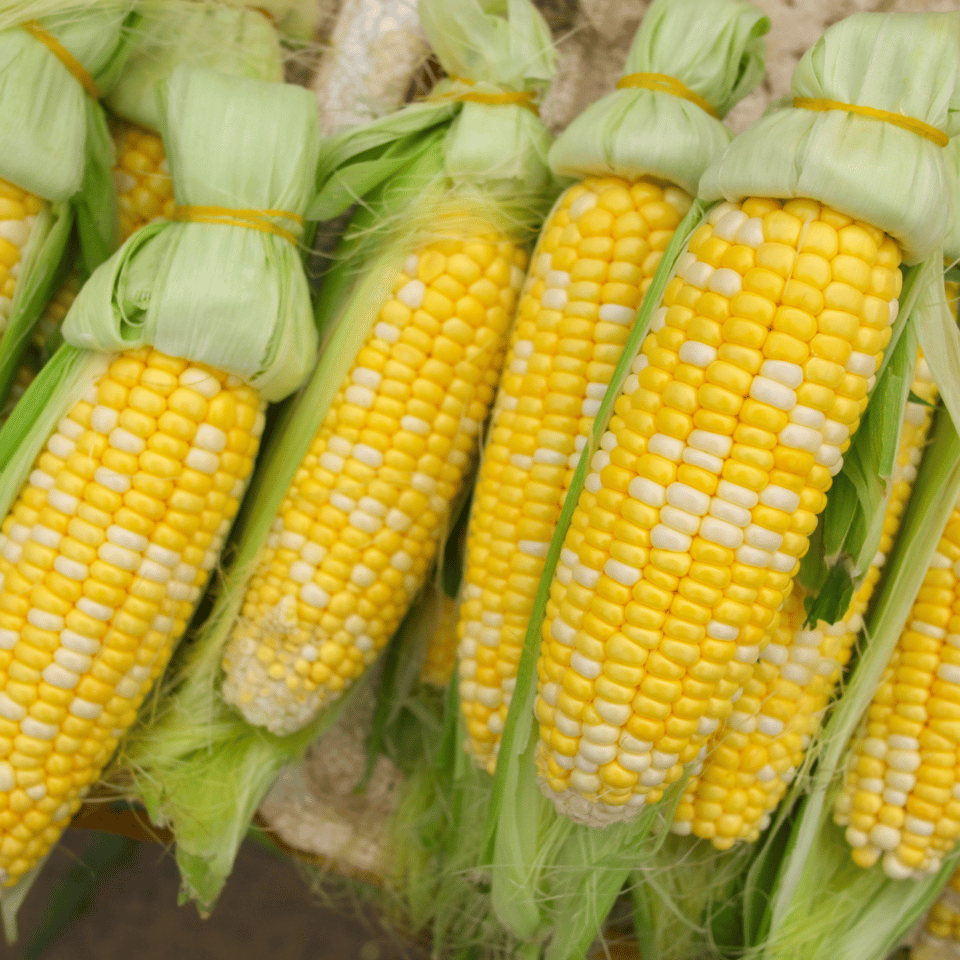Fountain Hills Sweet Corn Farmers Market | Sonoran Lifestyle Team
