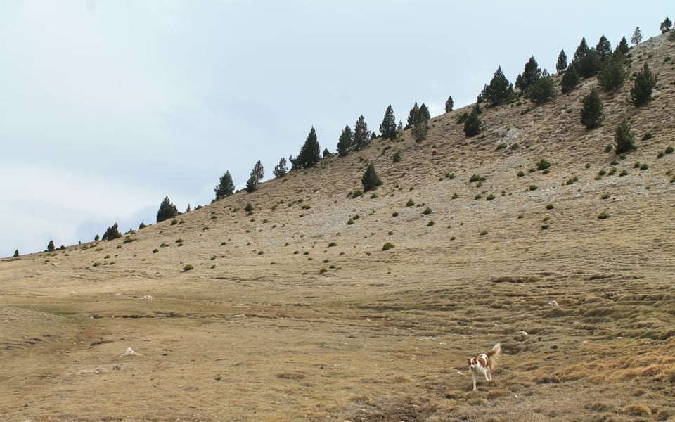 Best Dog-Friendly Spots in Jackson Hole: Parks, Trails & Cafes | Blog ...