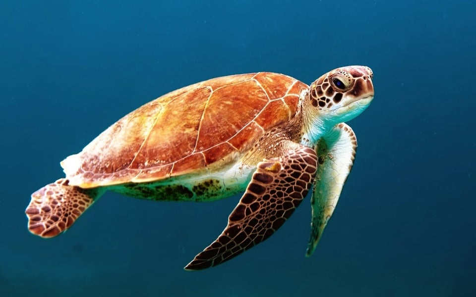 Enchanted by the Grace of Sea Turtles | Blog | Tonya O'Quinn | Tonya O ...
