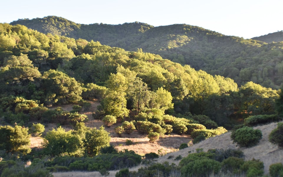 Juniper Hills | Community Guide | Jovanah McKinney