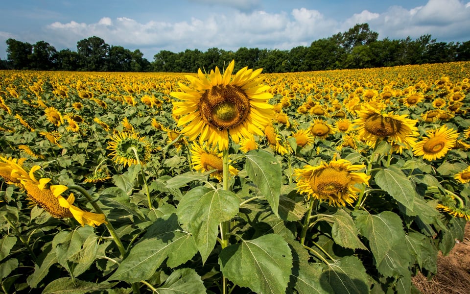 Collegedale & Apison | Neighborhood Guide | The Edrington Team